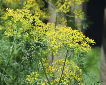How to grow dill: expert tips for cultivating this tasty herb ...