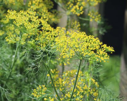 How to grow dill: expert tips for cultivating this tasty herb ...