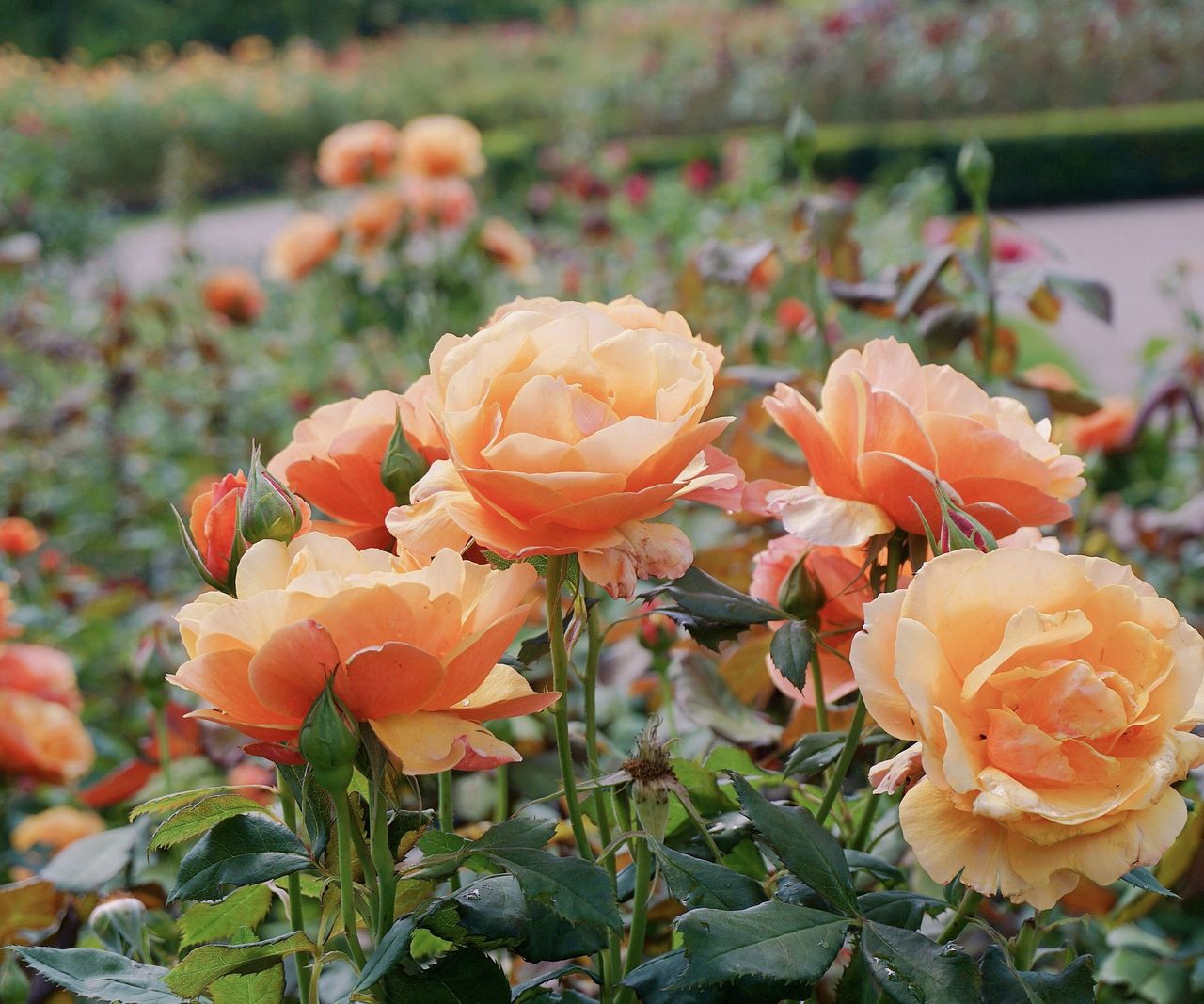 Rose care and growing guide: how to grow roses like an expert | Homes ...