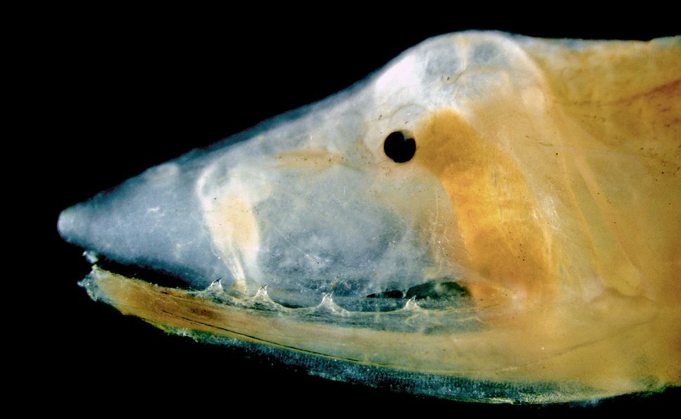 Fish Venom Unveiled: Toxins Evolved Many Times, Study Shows | Live Science