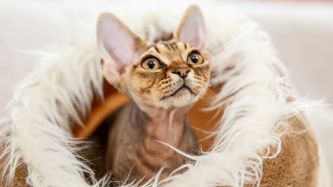 Unusual looking cats: 10 striking felines | PetsRadar