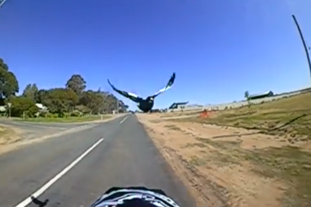 When birds attack cyclists: first a crow, now a magpie (video ...