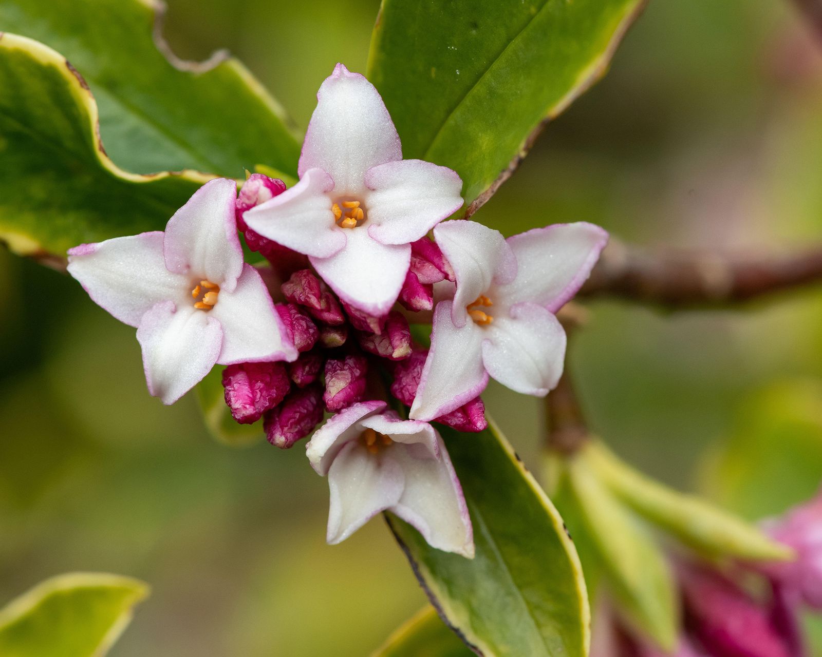 Garden border planting ideas: 6 stunning layouts to try | Gardeningetc