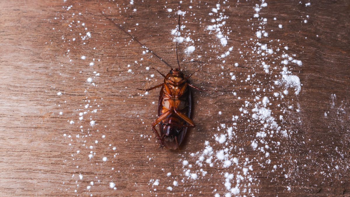 How to get rid of roaches quickly and safely | Tom's Guide