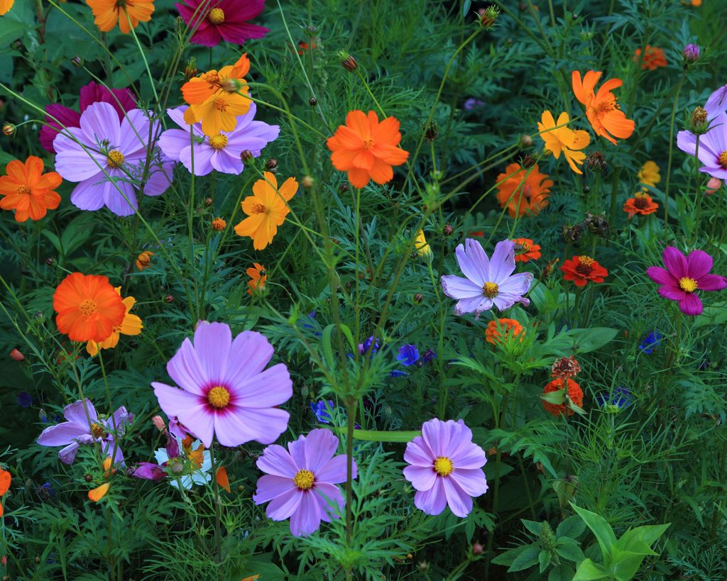 Cosmos care and growing guide: expert tips for summer blooms | Gardeningetc