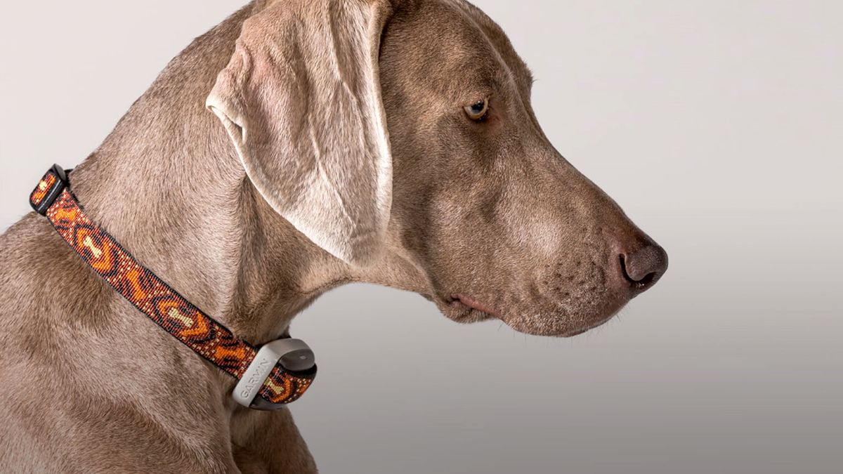 Fantastic beast tech: the wacky world of animal wearables | TechRadar