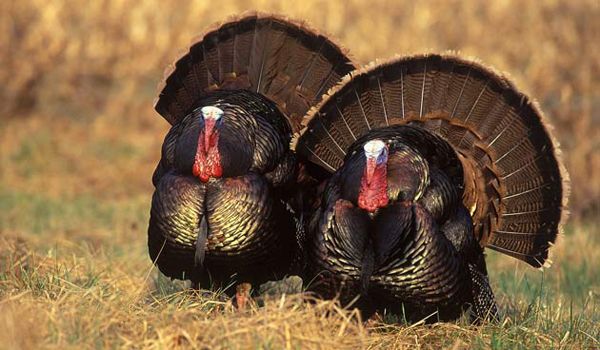 Five Fascinating Turkey Truths | Live Science