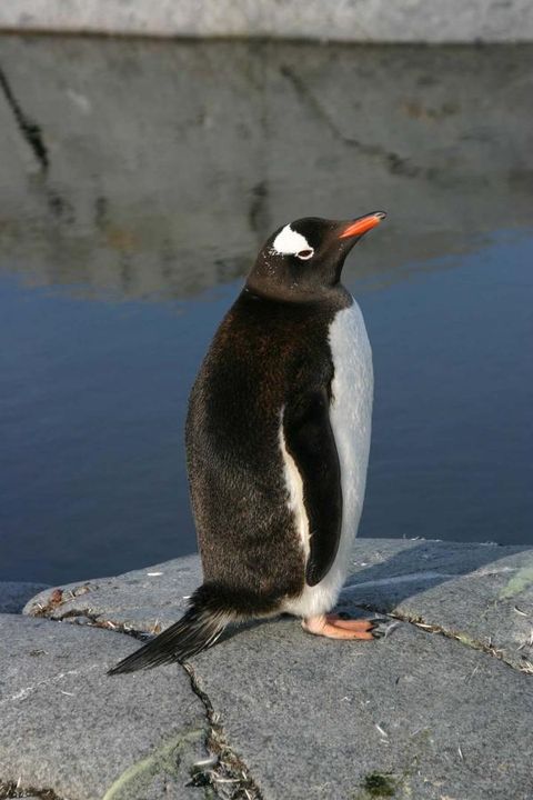 Photos of Flightless Birds: All 18 Penguin Species | Live Science