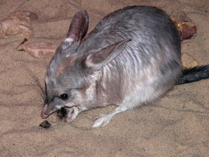 Marsupial gallery: A pouchful of cute | Live Science Marsupial gallery: A pouchful of cute | Live Science