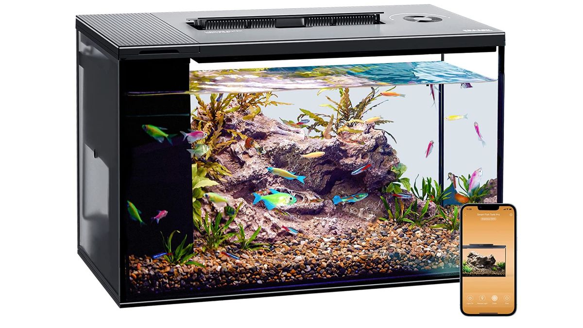 Best small fish tank: Petite pads for your tiny tribe | PetsRadar