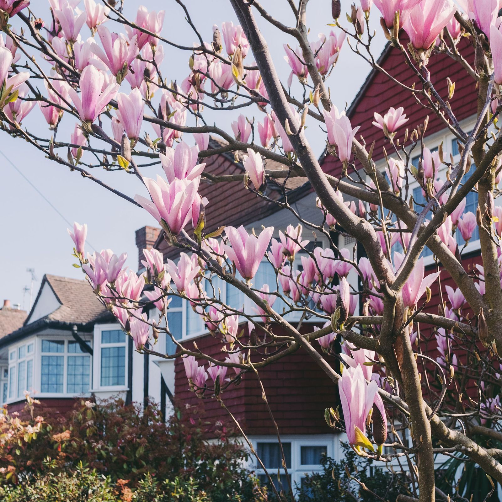When to prune magnolia to maintain its size and shape | Ideal Home