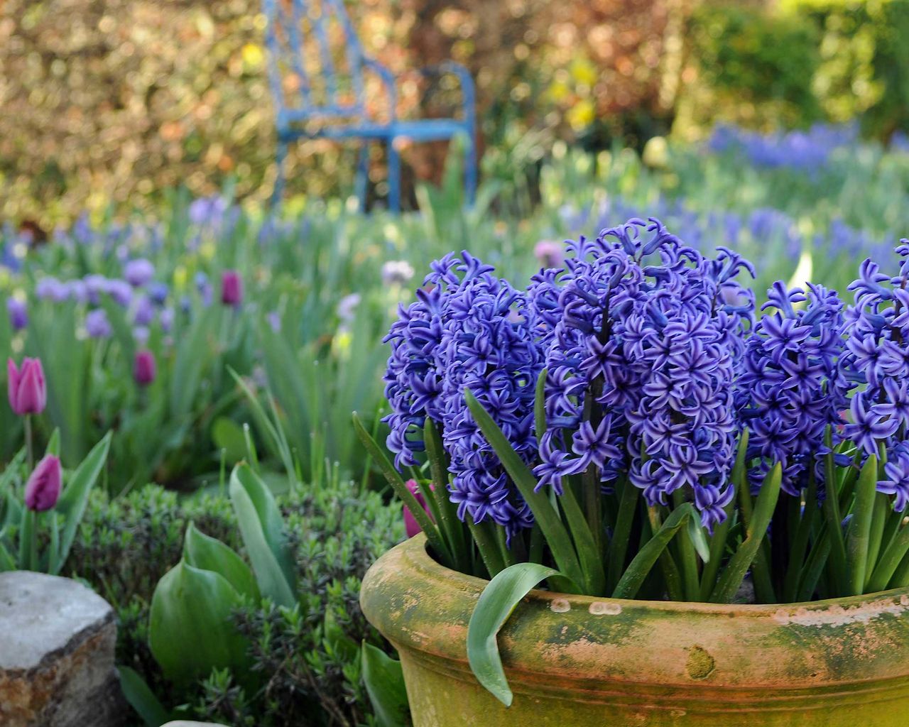 How and when to plant hyacinth bulbs: easy tips for a gorgeous spring ...
