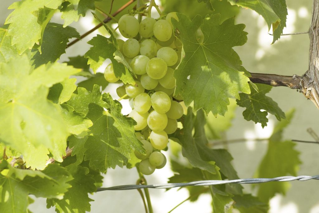 Growing Grapes - Planting Grapevines In The Garden | Gardening Know How