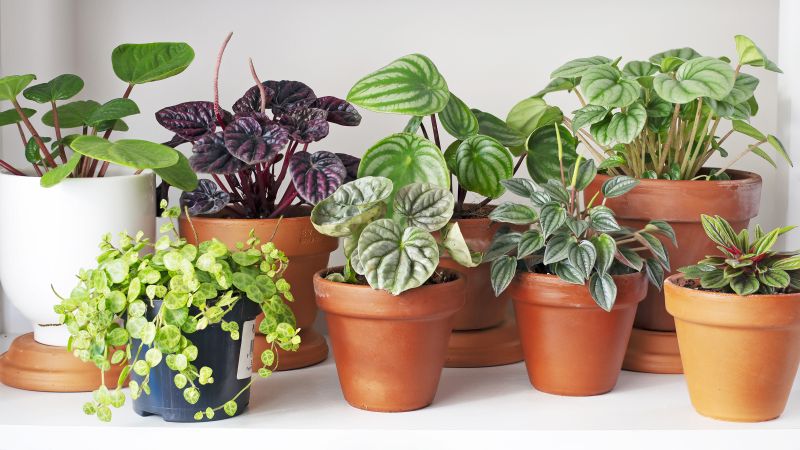 Tips & Information about Houseplants | Gardening Know How