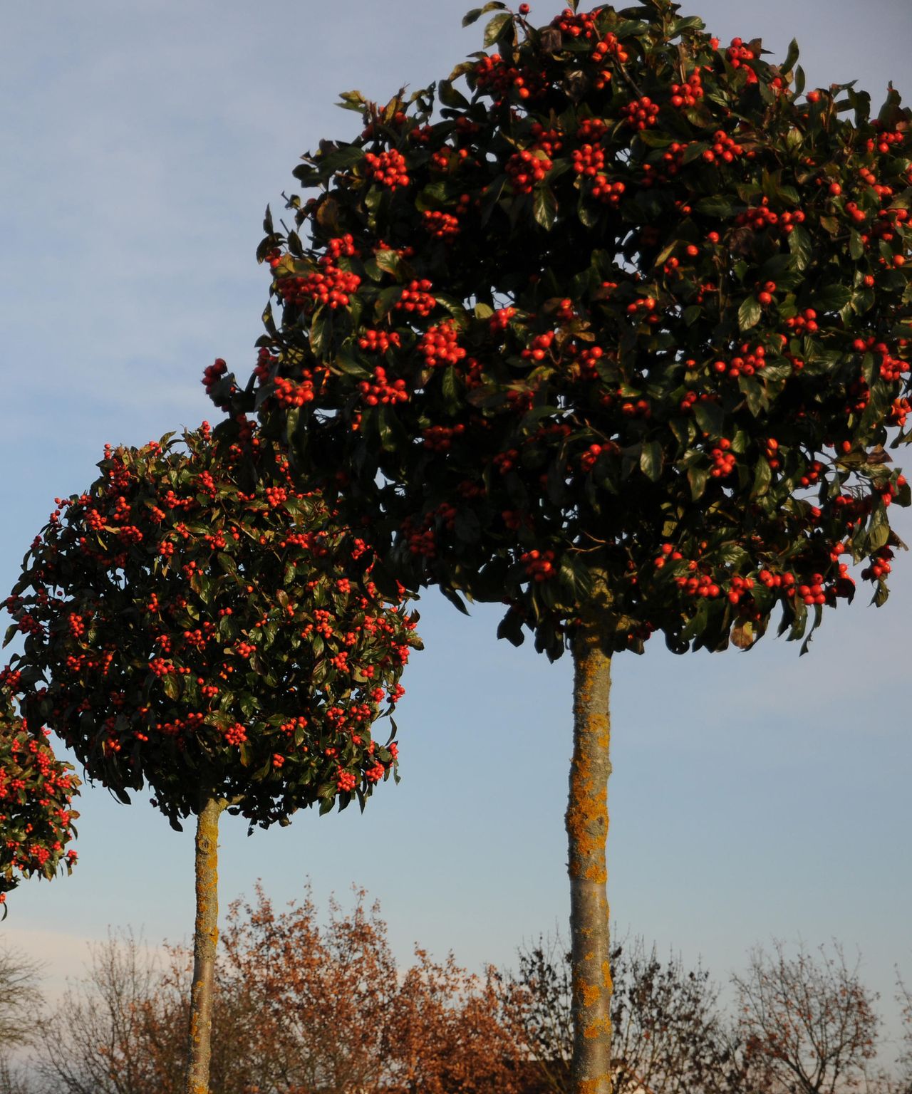 Best drought tolerant trees: 12 dry-weather options | Gardeningetc