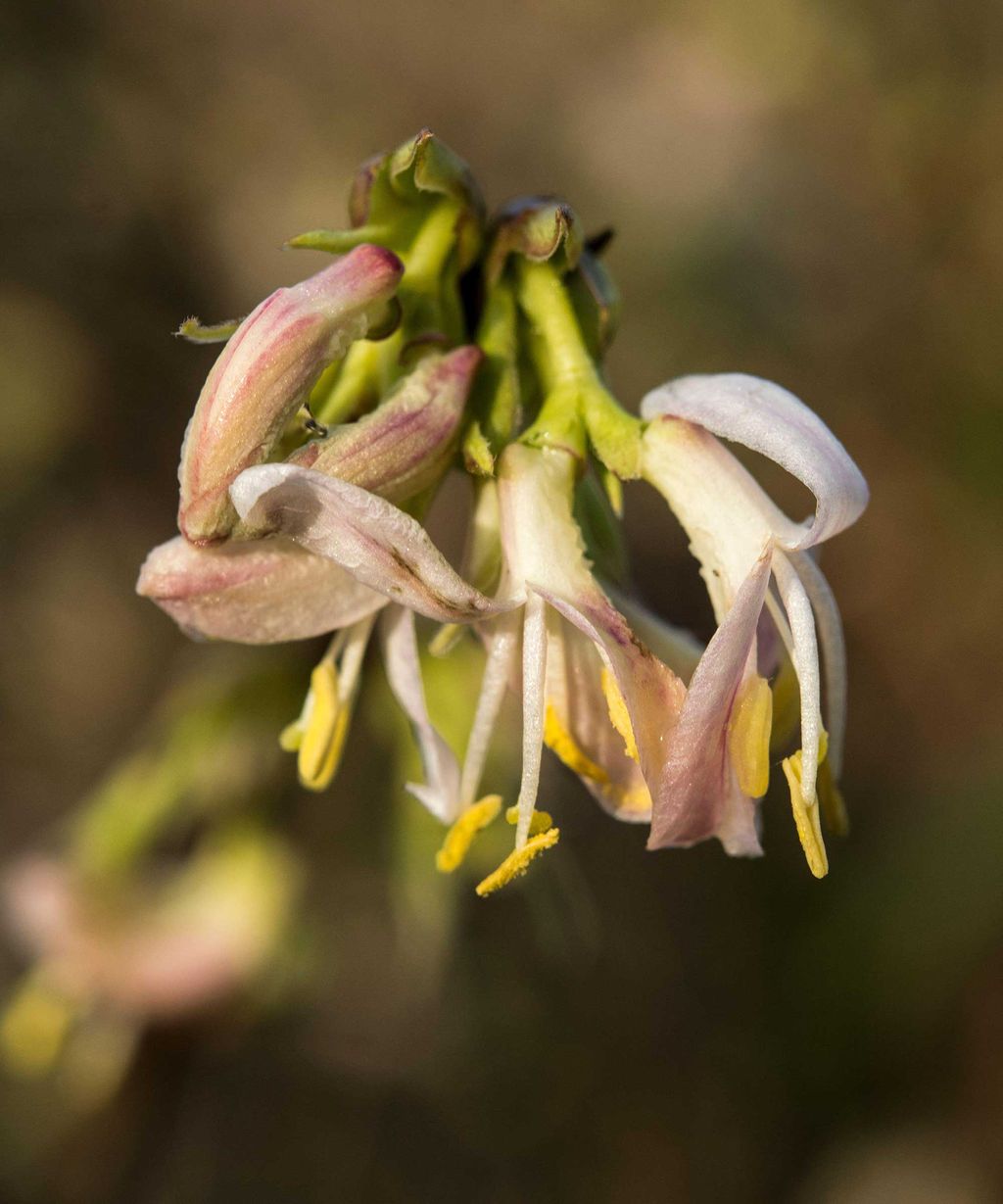 Types of honeysuckle: 10 beautiful varieties for your garden | Gardeningetc