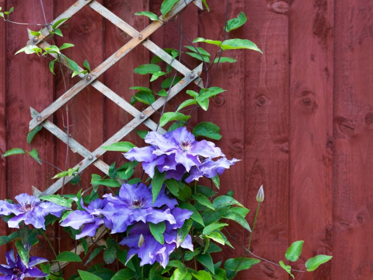Summer Blooming Vine Choices - Selecting Vines That Flower All Summer ...