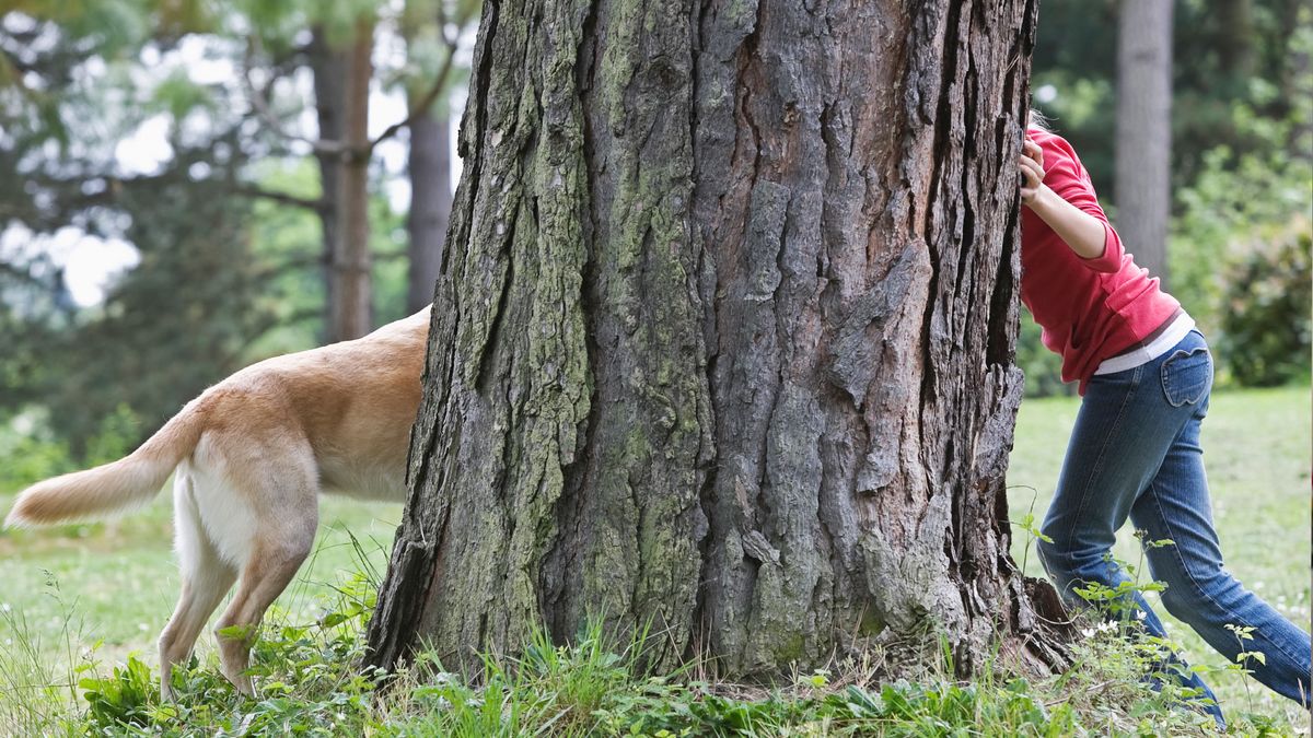 I played these 7 fun games to engage my reactive dog and they improved ...