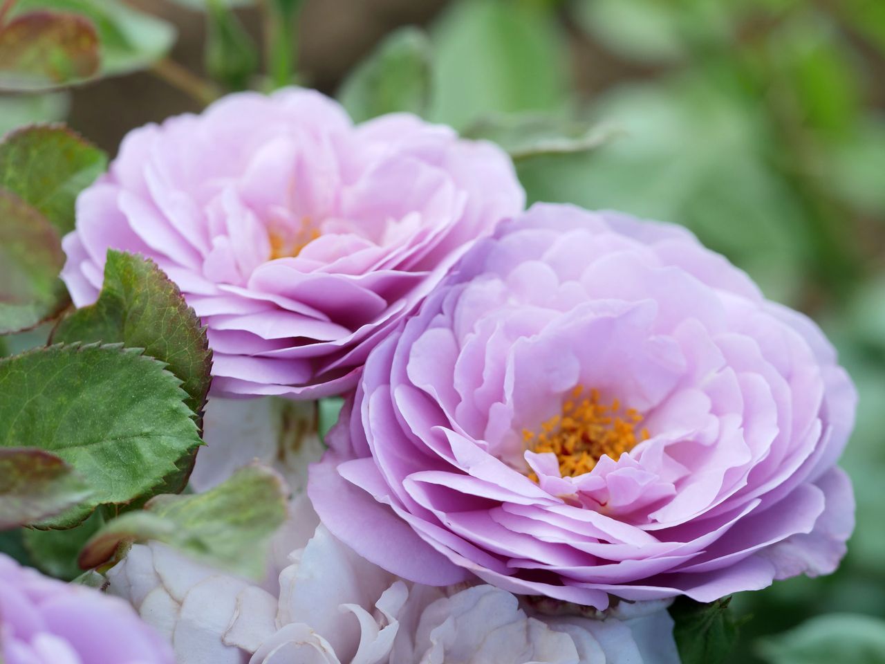 How to plant bare root roses | Livingetc