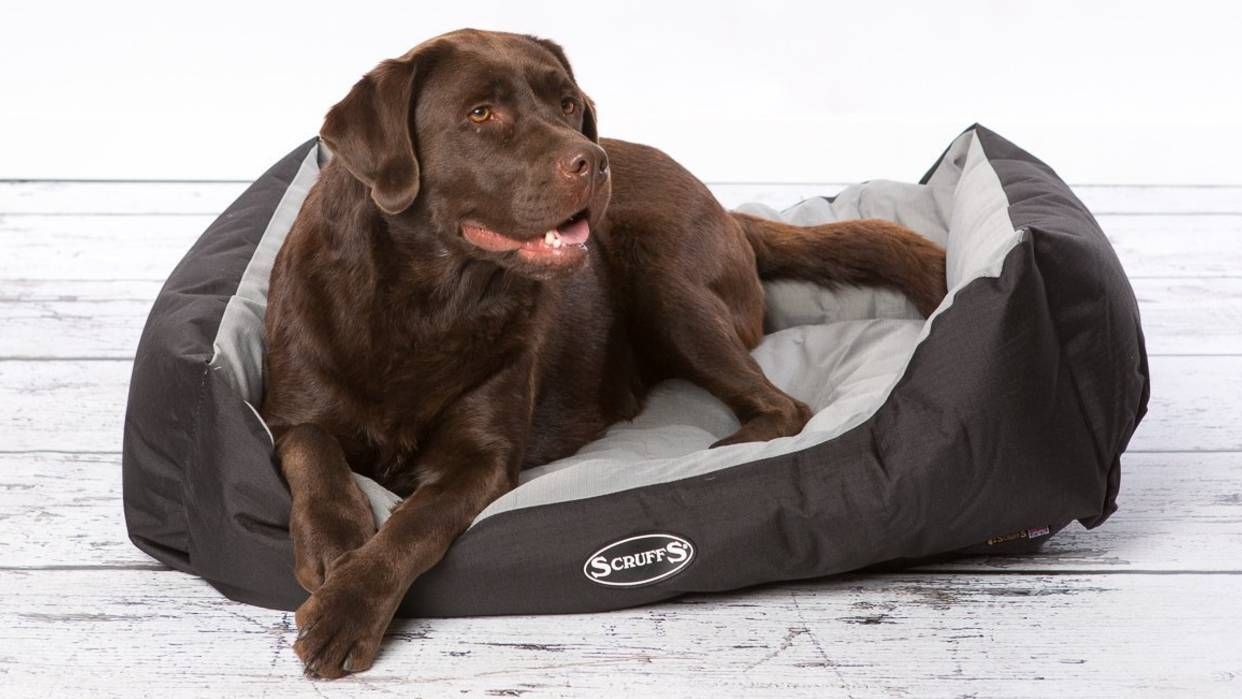 Scruffs Expedition Dog Bed review | PetsRadar