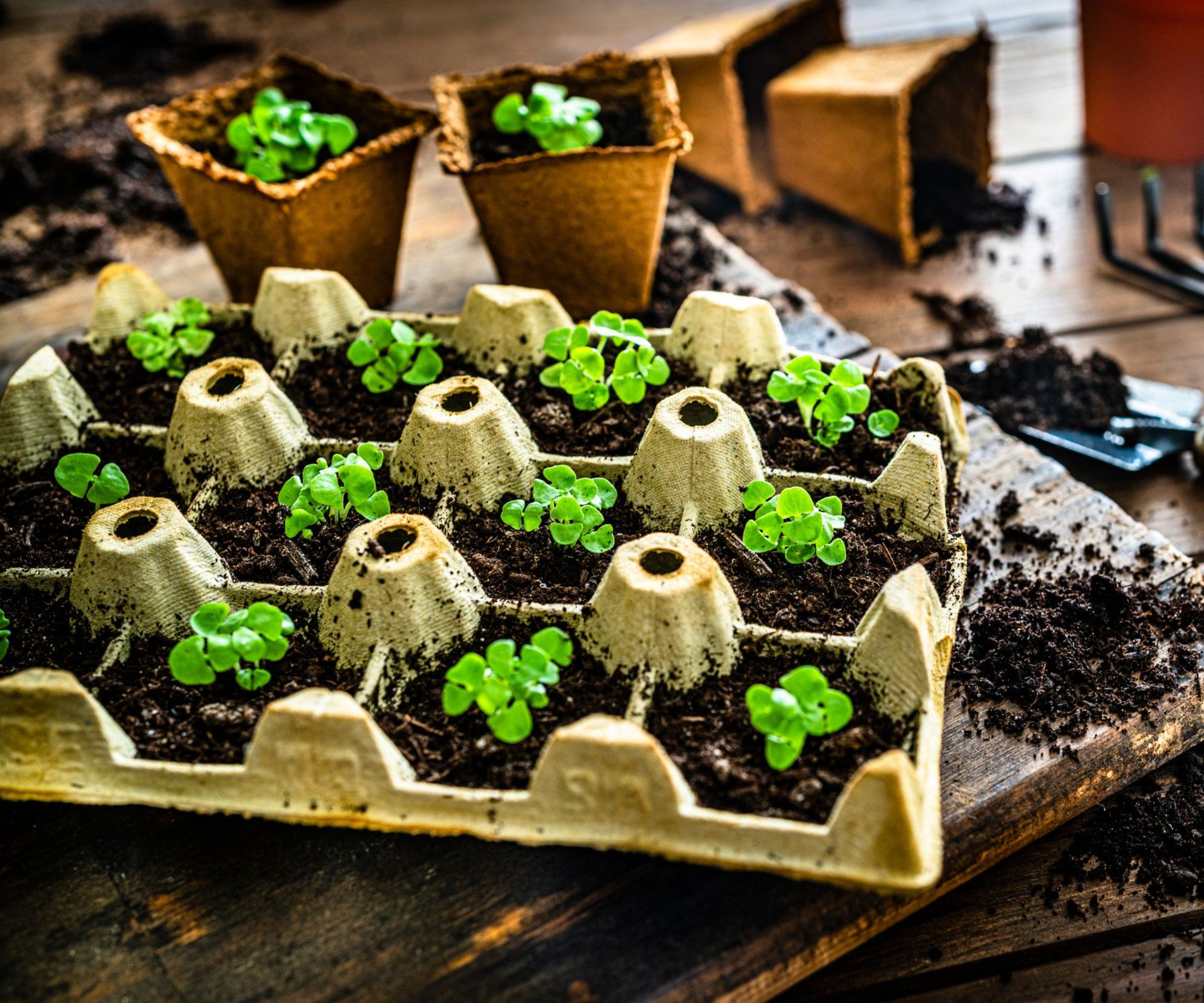 How to reuse cardboard in the garden – 6 ways to reuse delivery boxes ...