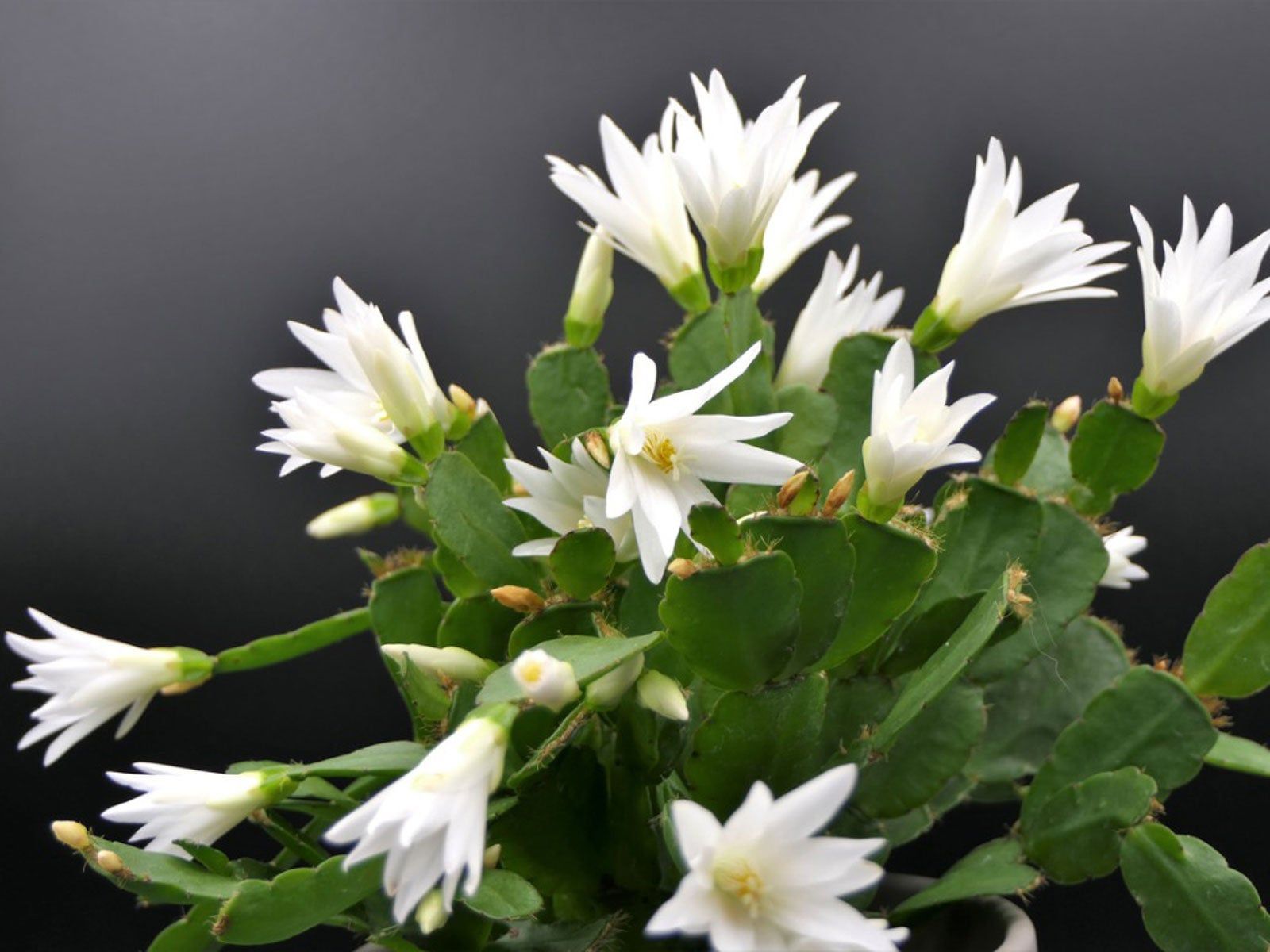 Easter Cactus Care Guide For Healthy Spring-Blooming Plants | Gardening ...