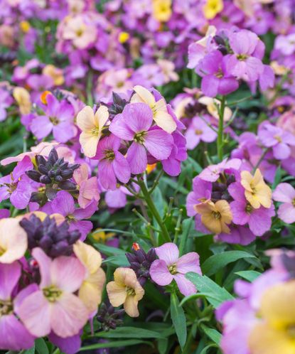 Best spring flowering plants: 25 picks for seasonal blooms | Gardeningetc