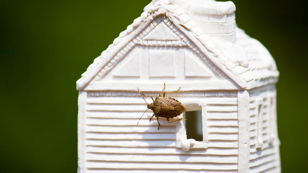 Watch Out for These 5 Pests Sneaking Into Your Home in Fall | Gardening ...