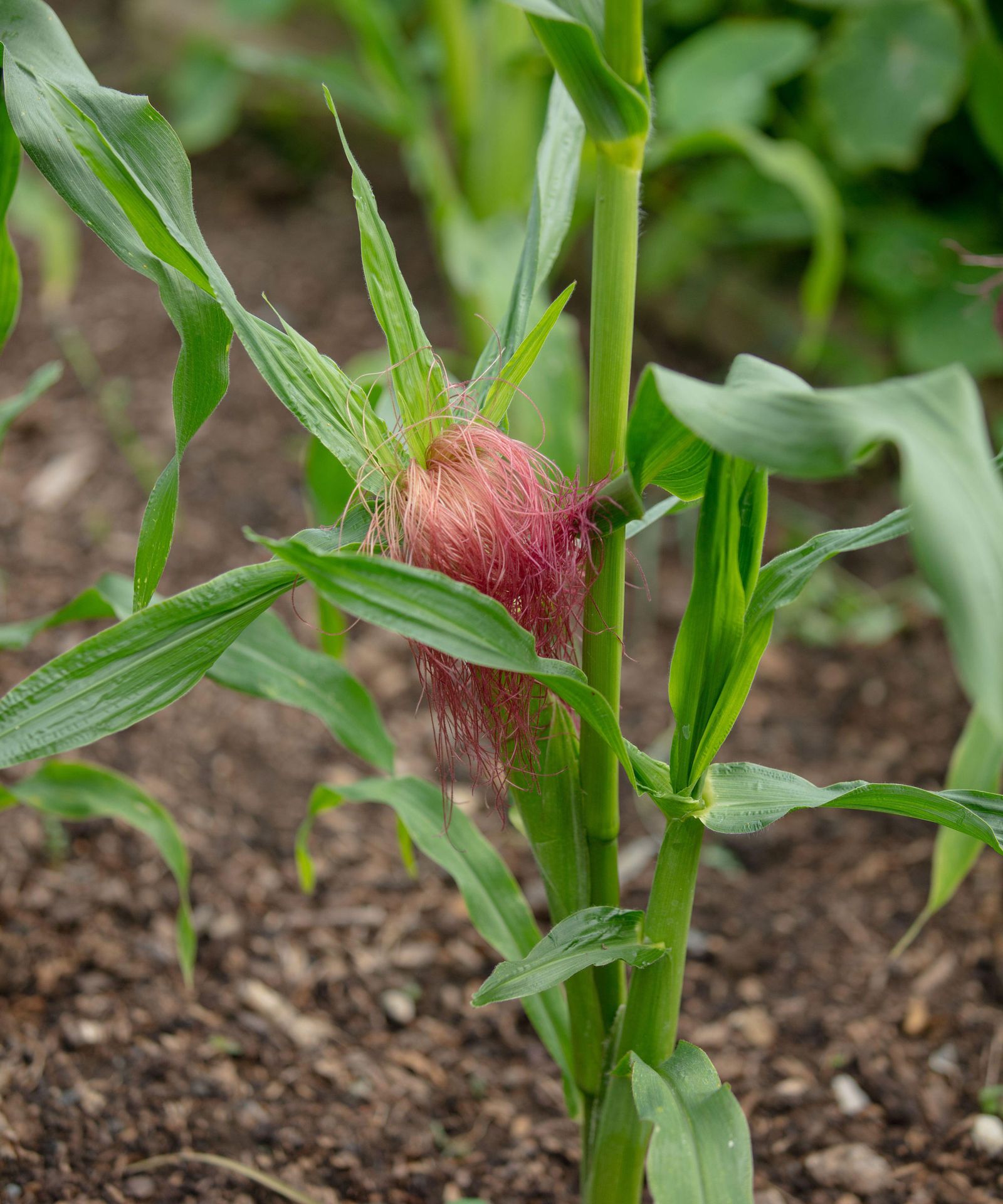 How to grow sweet corn – a guide to planting corn on the cob | Gardeningetc