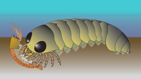 'Backward' brain of ancient sea creature hints spider ancestors evolved ...
