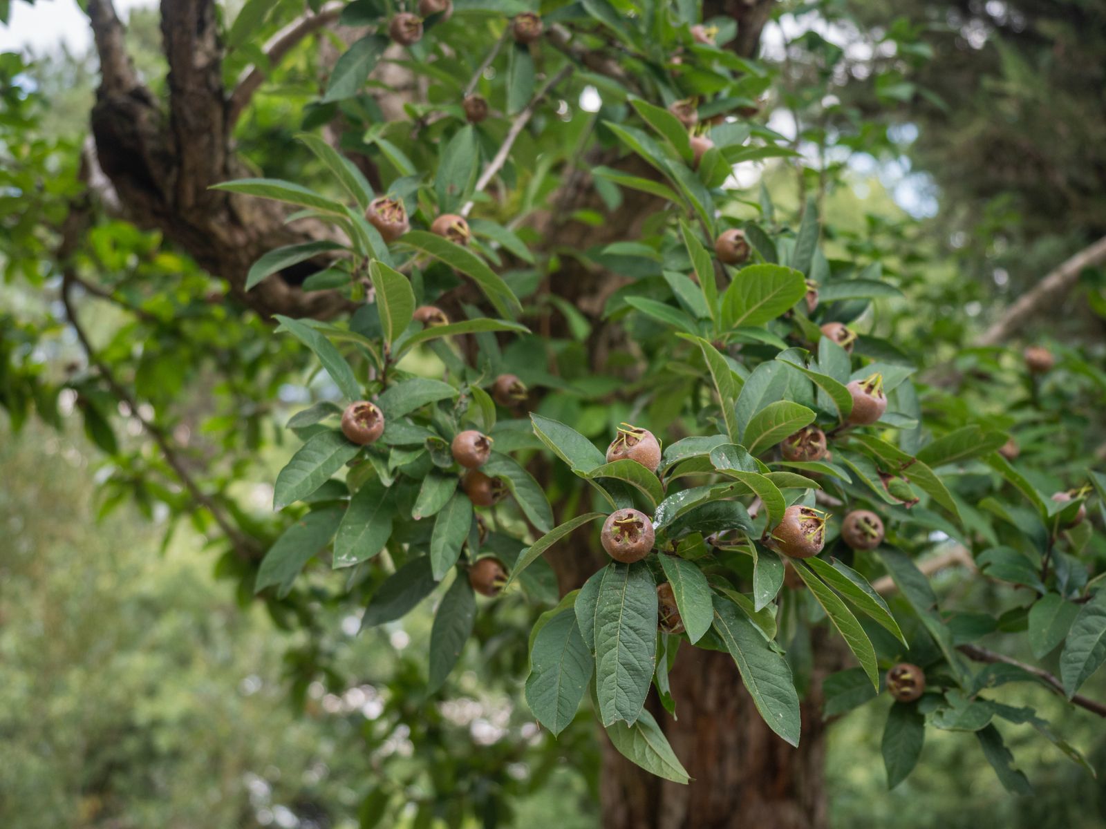 Curious Questions: The mystery of the medlar, the British fruit once as ...
