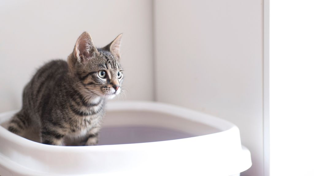 Can I use sand as cat litter? We asked a vet to find out! | PetsRadar