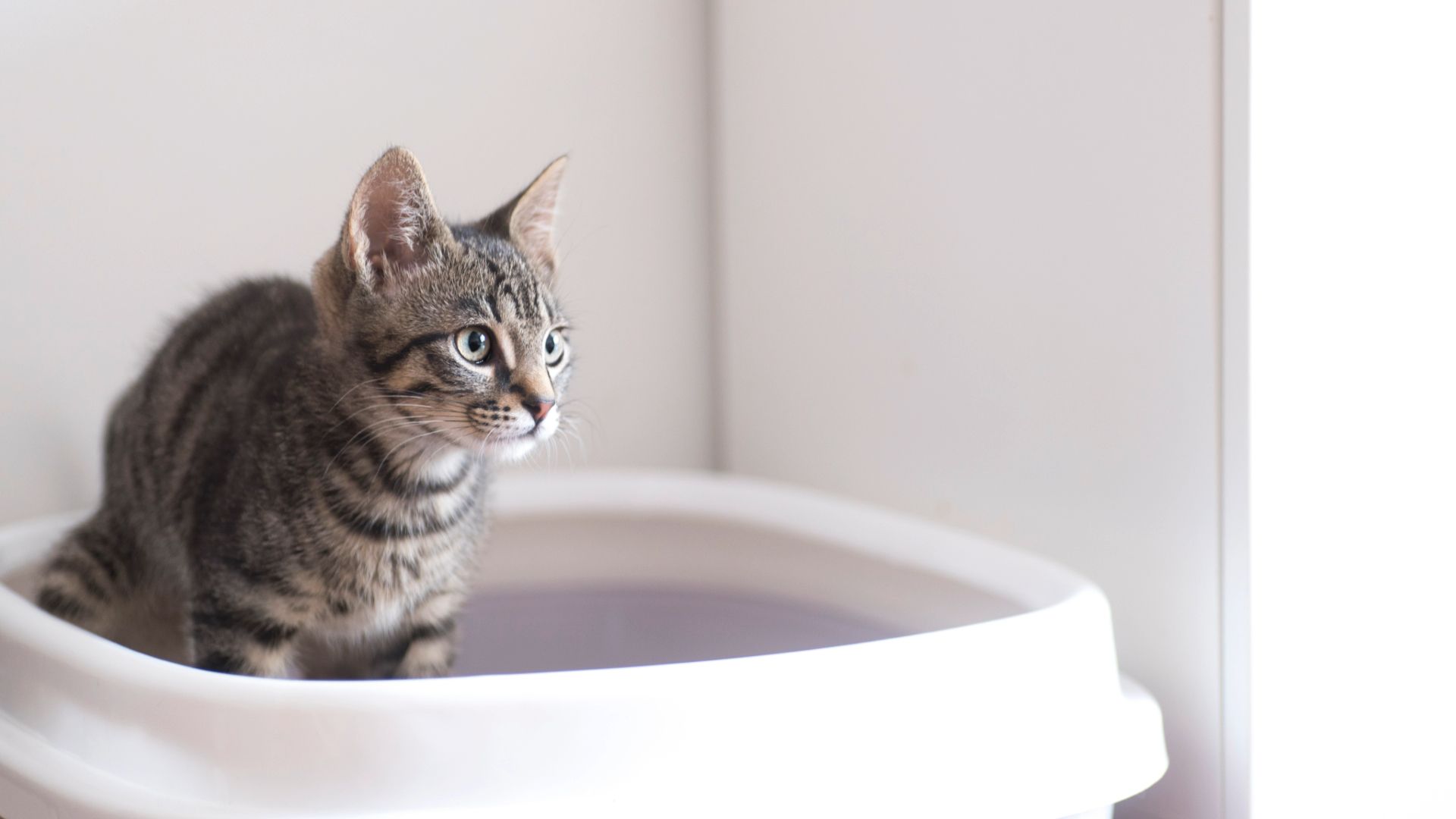 Can I use sand as cat litter? We asked a vet to find out! | PetsRadar
