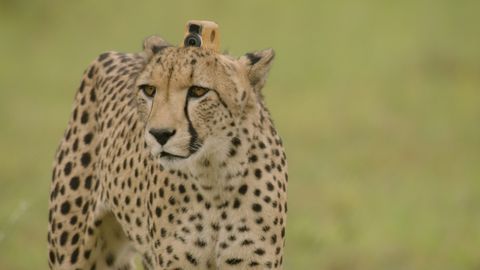 Wearable Cameras Reveal a World Seen Through Wildlife's Eyes | Live Science