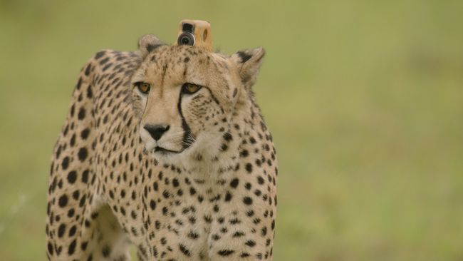 Wearable Cameras Reveal a World Seen Through Wildlife's Eyes | Live Science