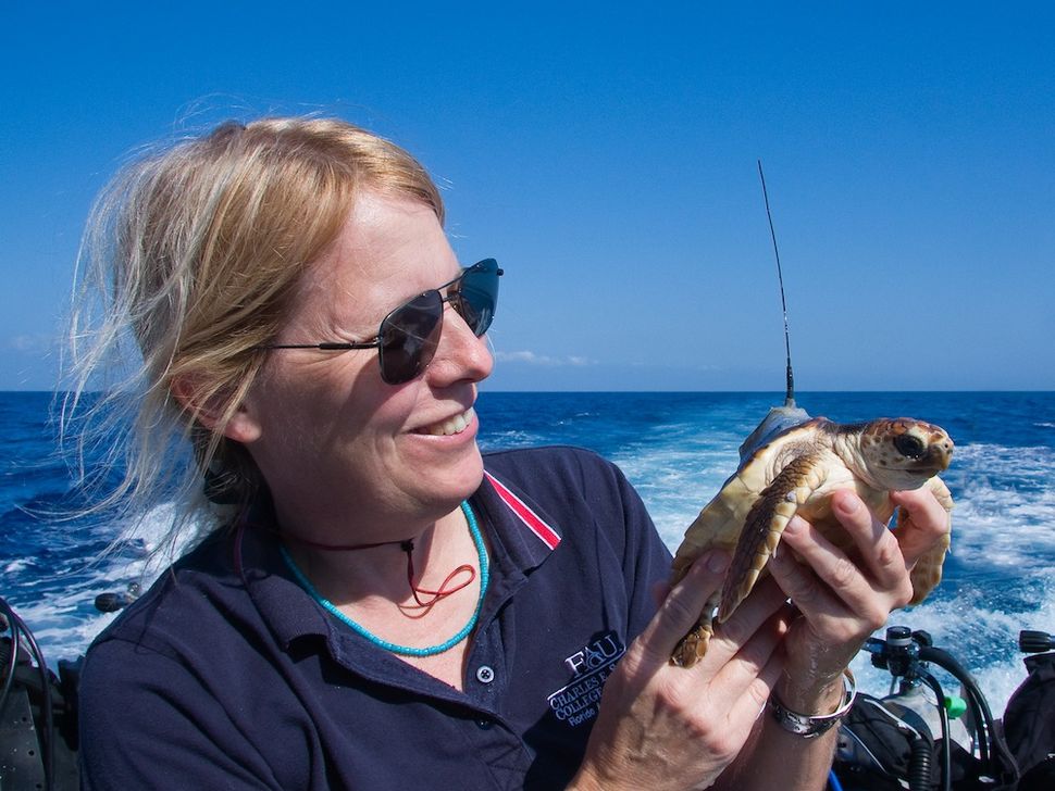 In Photos: Tagging Baby Sea Turtles | Live Science
