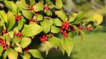10 best wind-resistant shrubs for protection as well as color | Homes ...