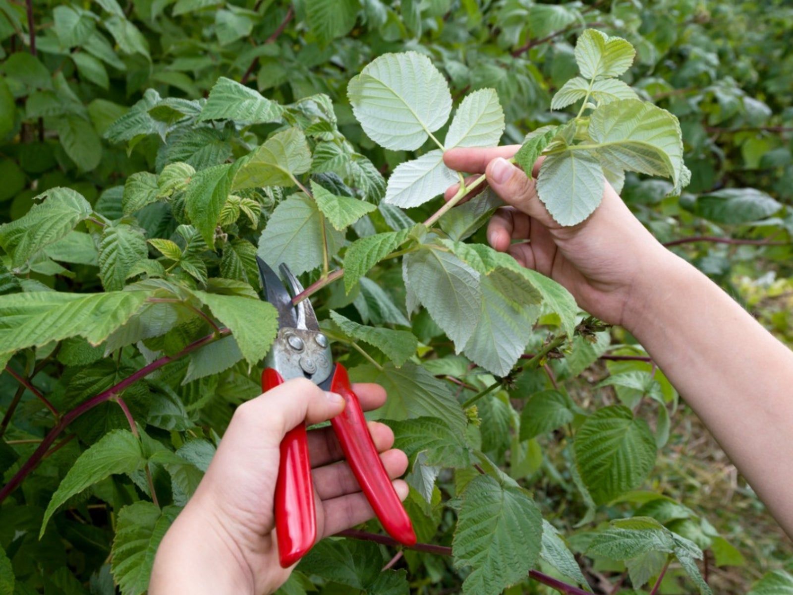 Pruning Raspberry Bushes: How And When To Trim Raspberry Bushes ...