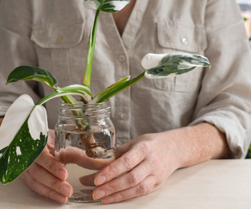 How to propagate philodendron: 3 expert methods | Homes and Gardens