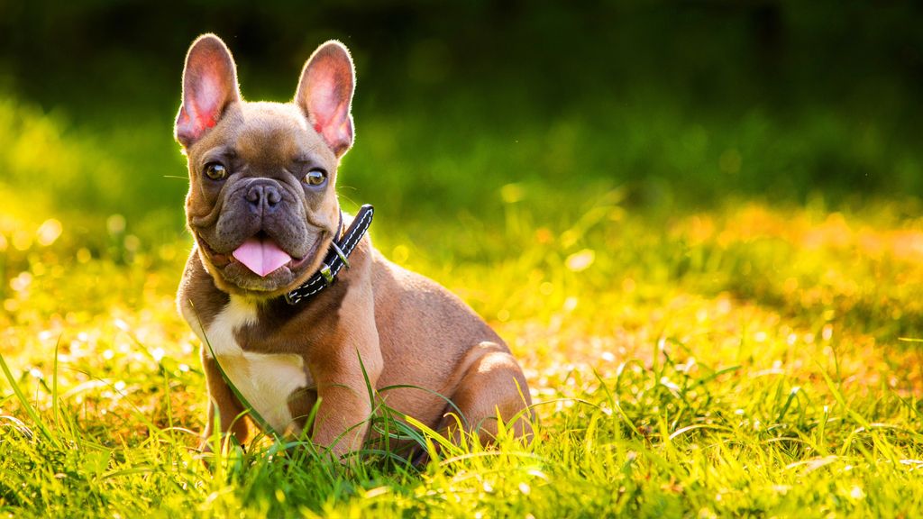 Most Googled dog breeds: What is everyone searching for? | PetsRadar