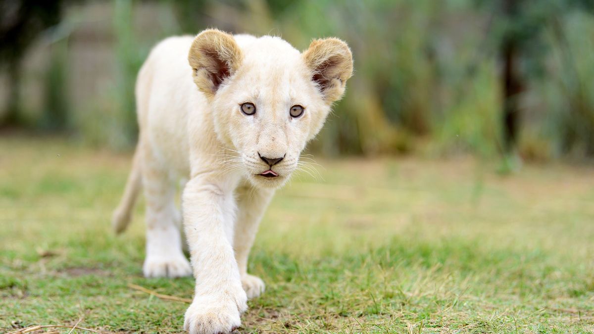 25 of the most expensive pets in the world | PetsRadar