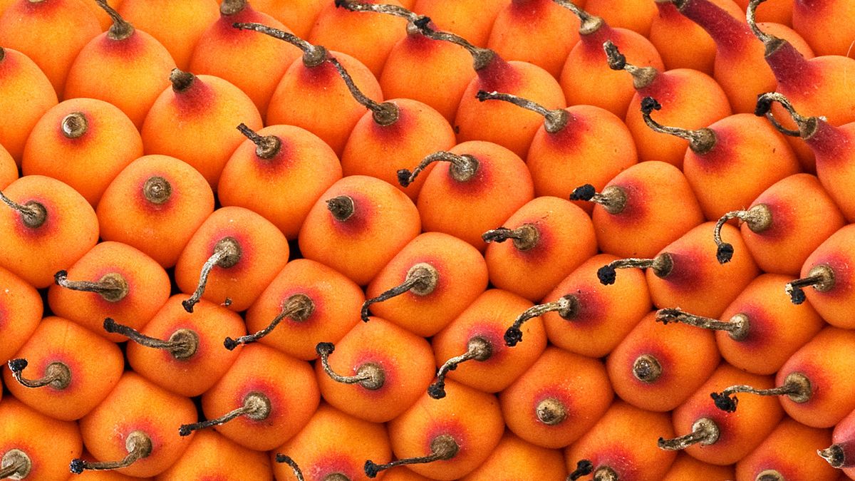 Corpse Flower: Facts about the smelly plant | Live Science