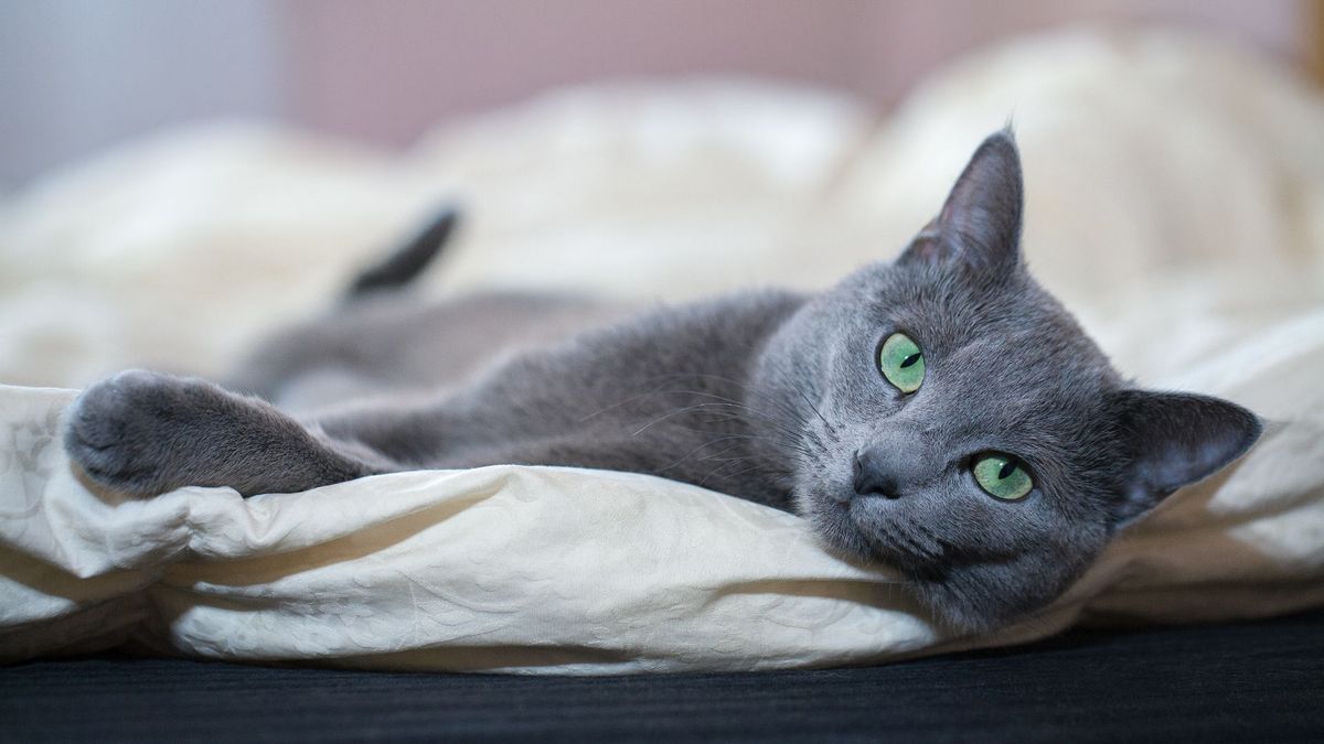 20 affectionate lap cat breeds who love to snuggle | PetsRadar