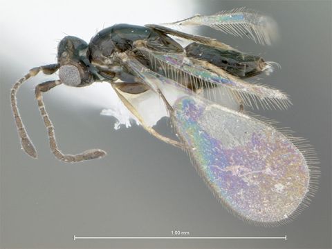 Fairyfly Wasp Prospers After Sneaking into US | Live Science