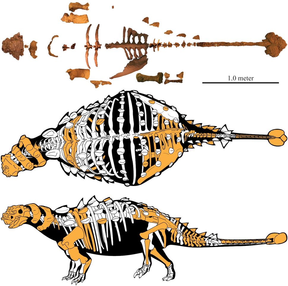 Photos: Spiky-Headed Dinosaur Found in Utah, But It Has Asian Roots ...