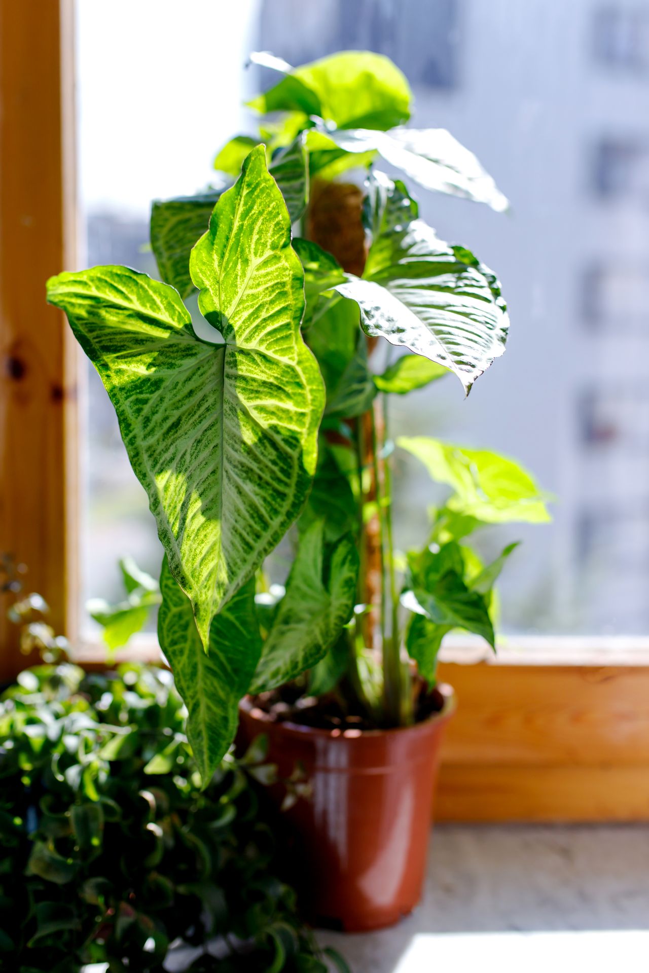 How to propagate an arrowhead plant: a step-by-step guide | Homes and ...