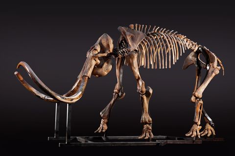Mammoth resurrection: 11 hurdles to bringing back an ice age beast ...