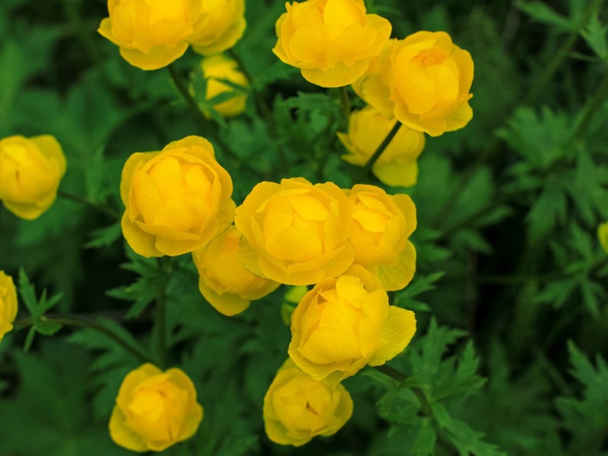 What Are Globeflowers - Information About Trollius Globeflower Plants ...