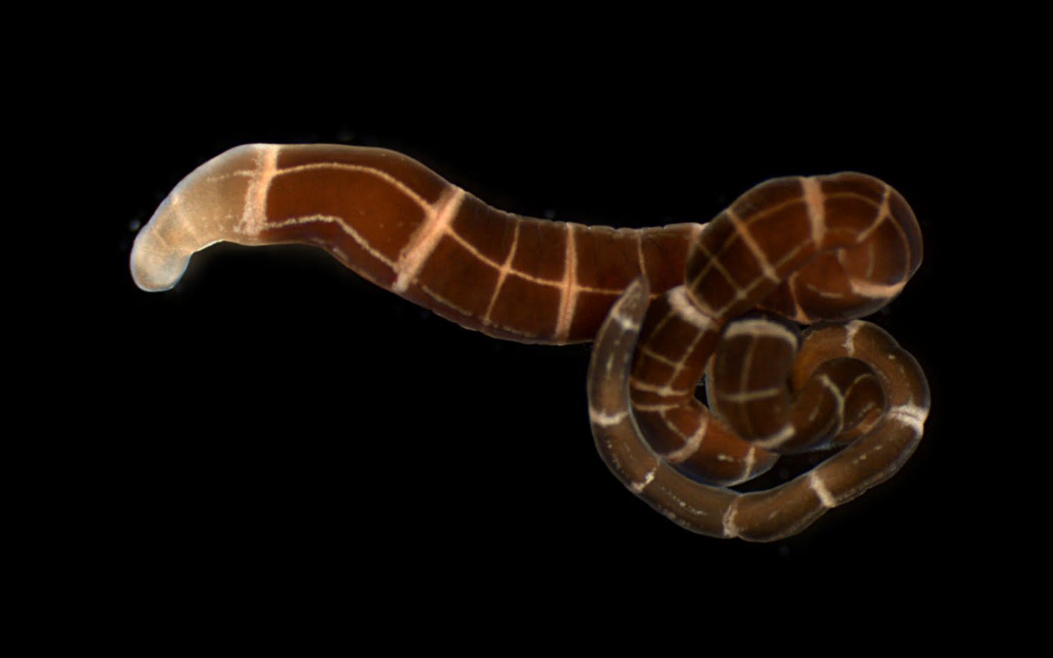 Decapitated Worms Regrow Their Brains | Live Science