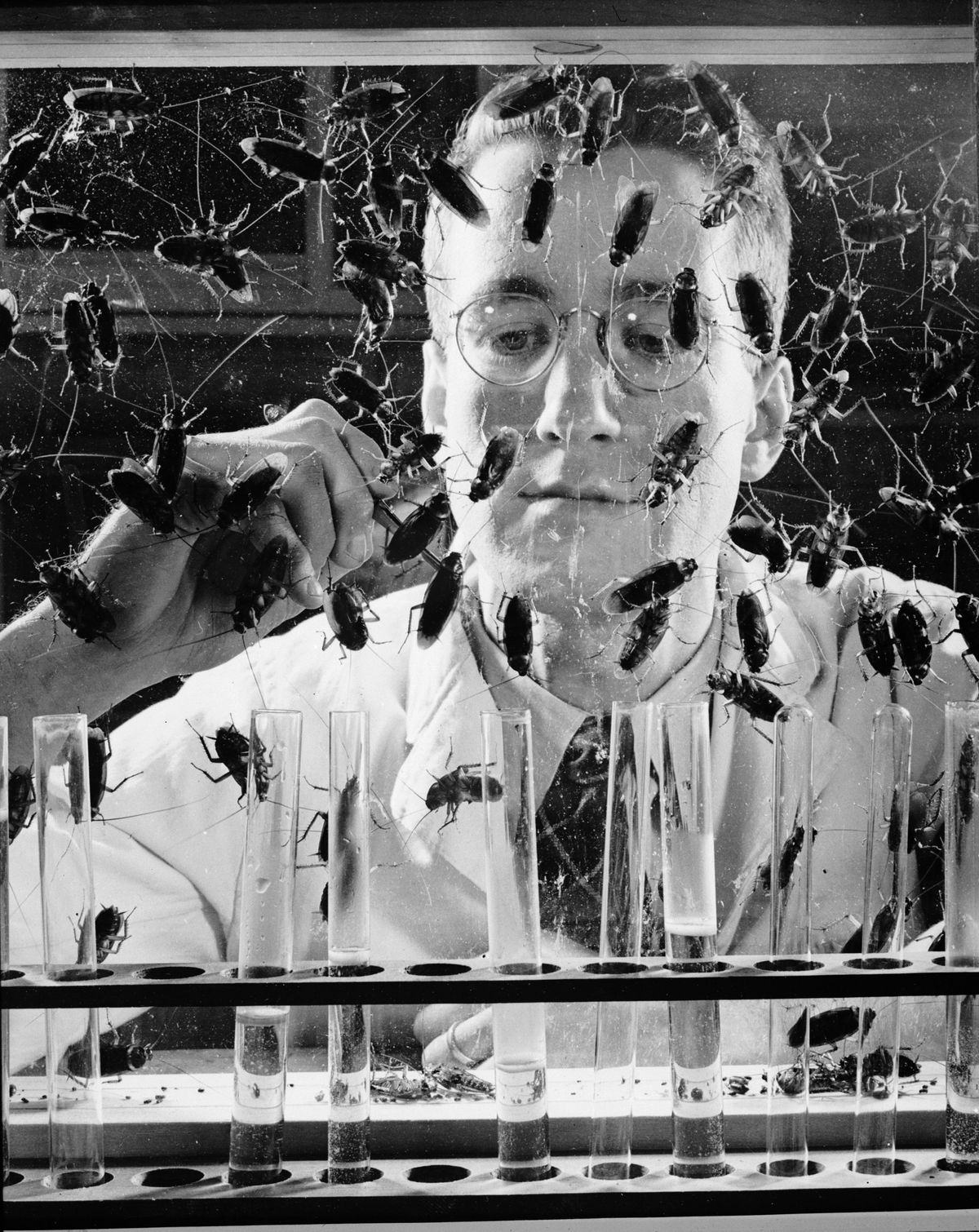 Cockroach species returns to America after 49-million-year ...